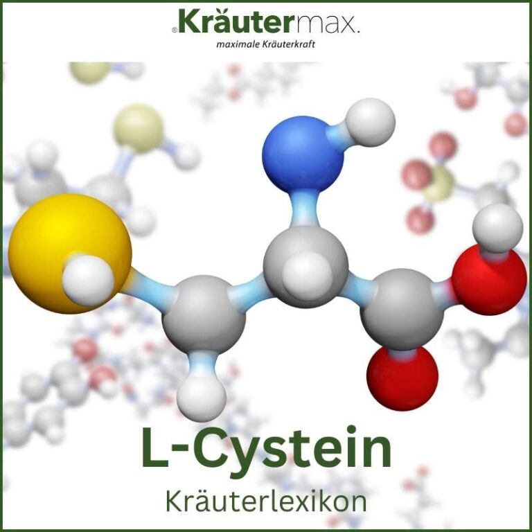 L Cystein: Eine Aminosäure mit antioxidativer Wirkung - Kräutermax Magazin